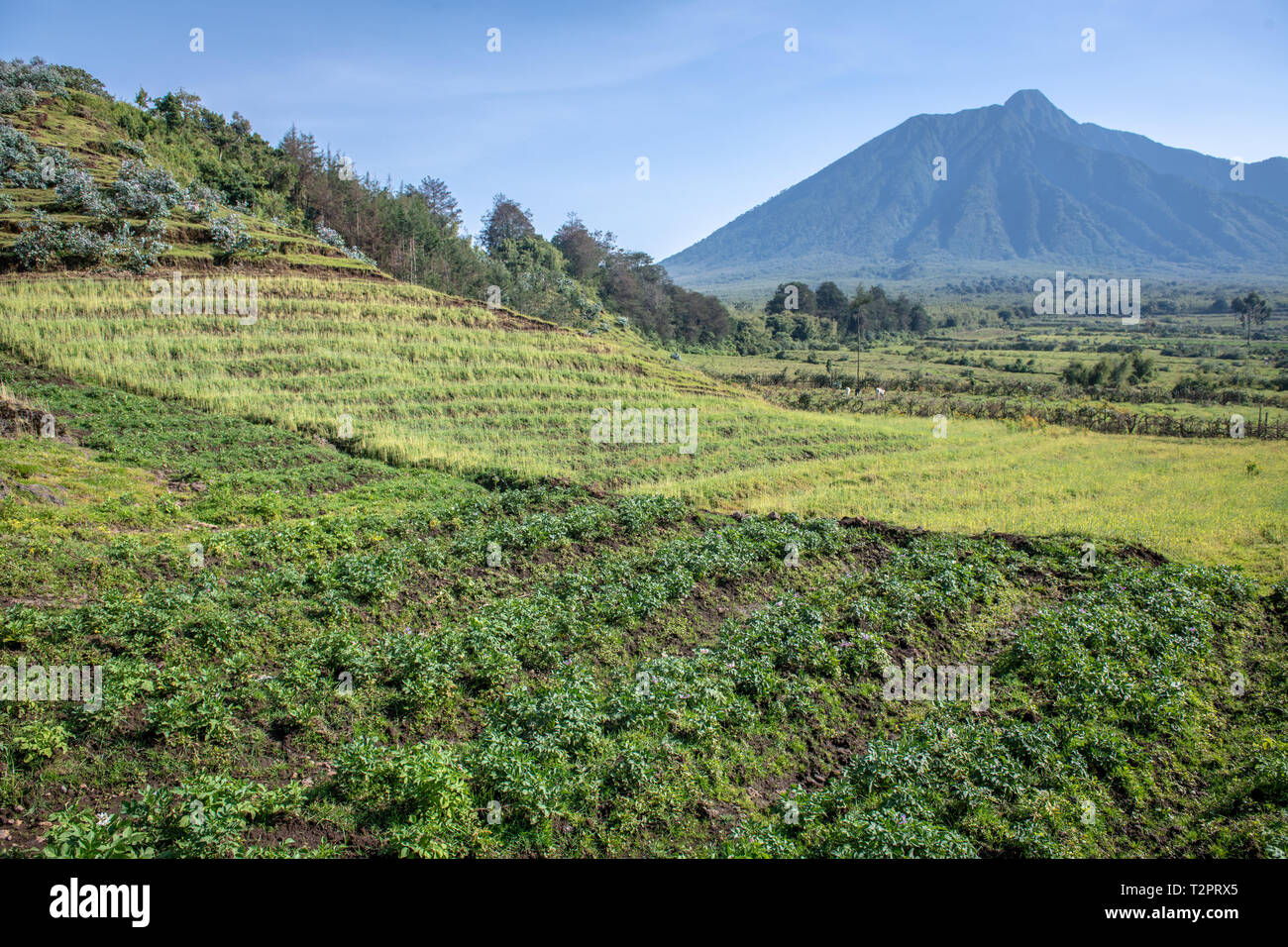 Potato fields on small farms near Volcanos National Park , Rwanda Stock ...