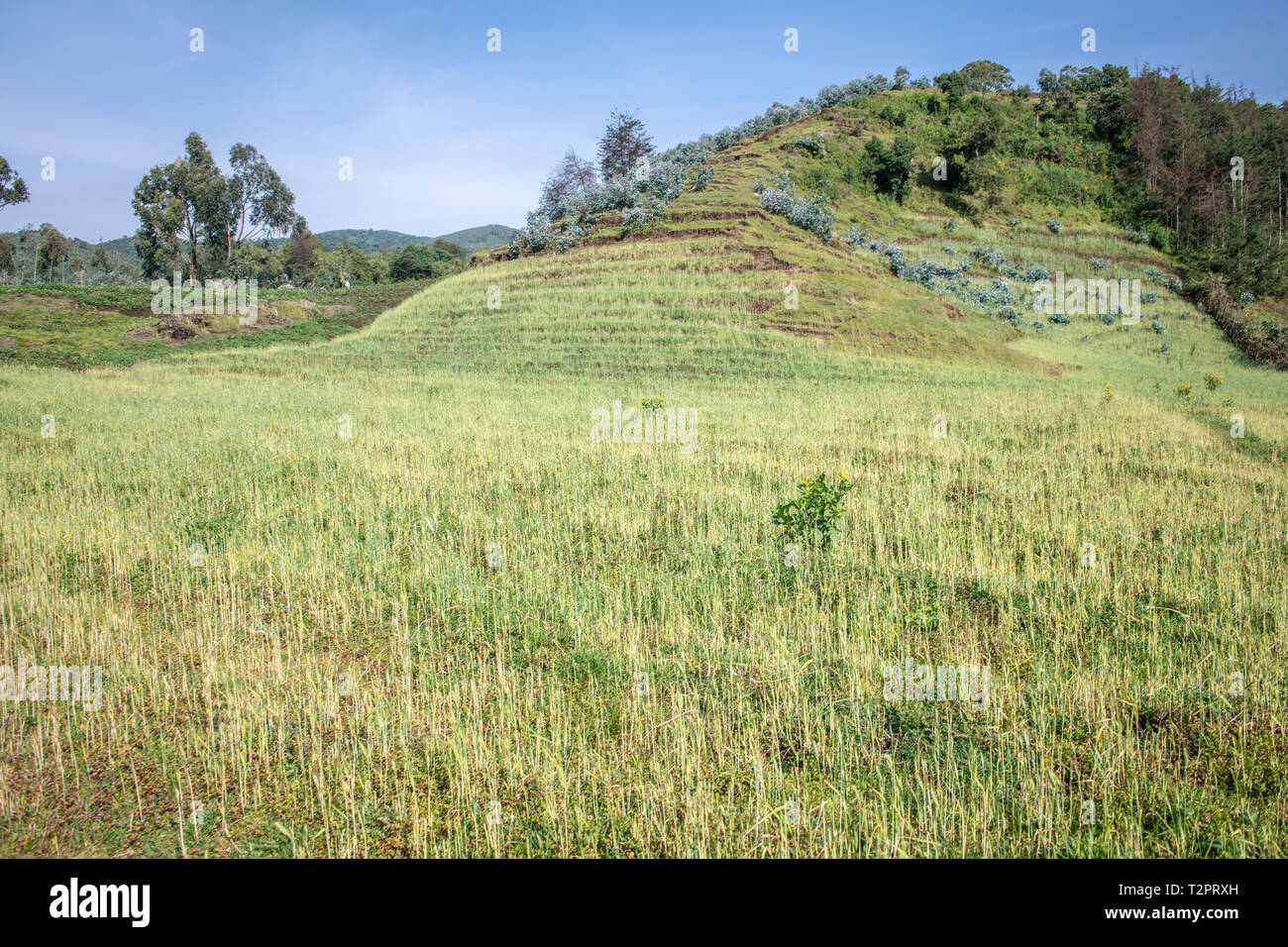 Wheat on small farms near Volcanos National Park , Rwanda Stock Photo ...