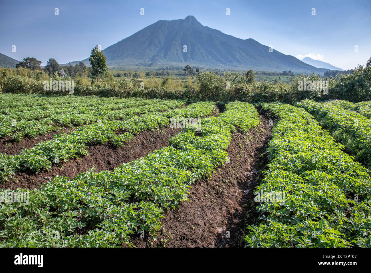 Potato fields on small farms near Volcanos National Park , Rwanda Stock ...