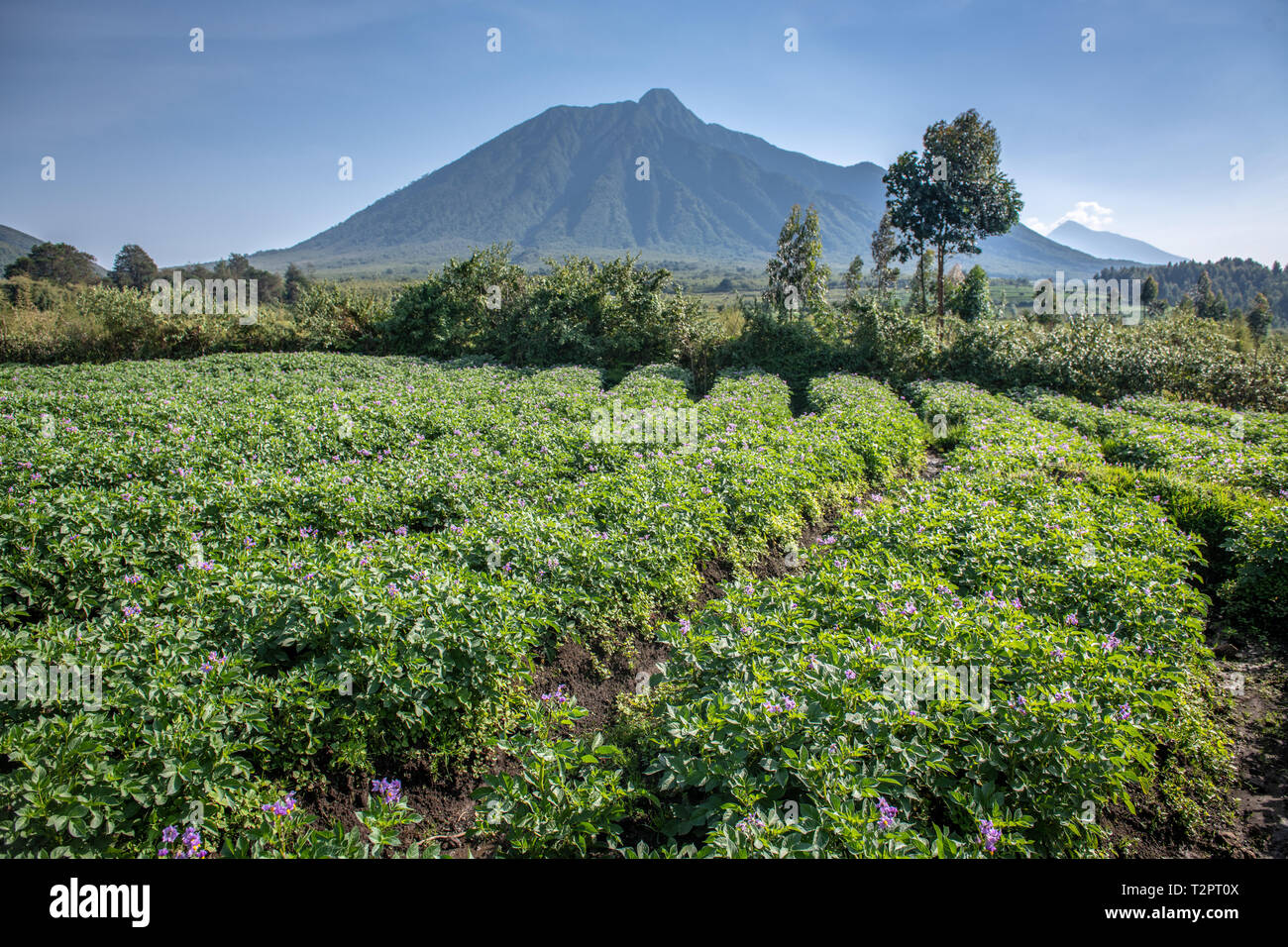 Potato fields on small farms near Volcanos National Park , Rwanda Stock ...