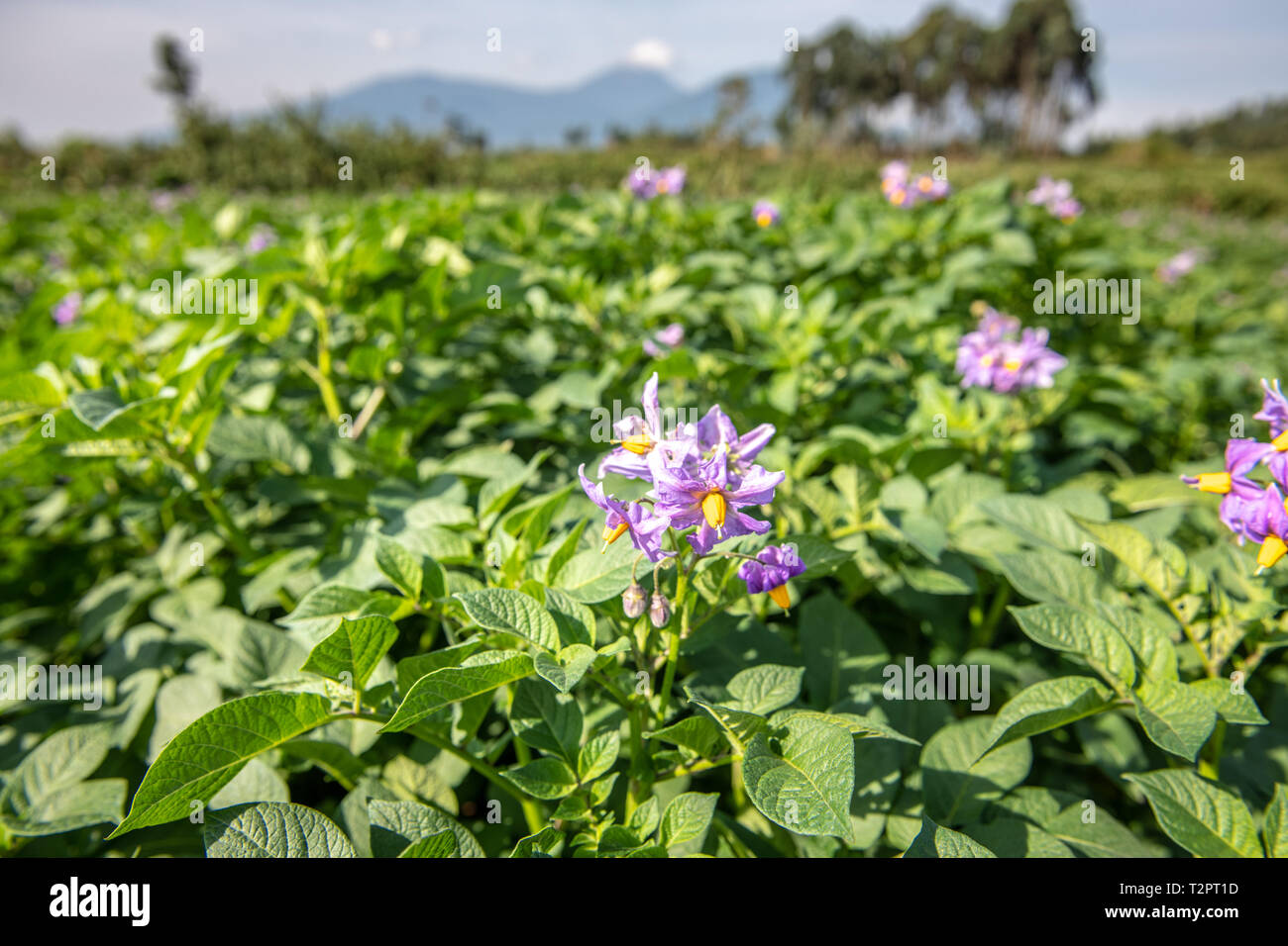 Potato fields on small farms near Volcanos National Park , Rwanda Stock ...
