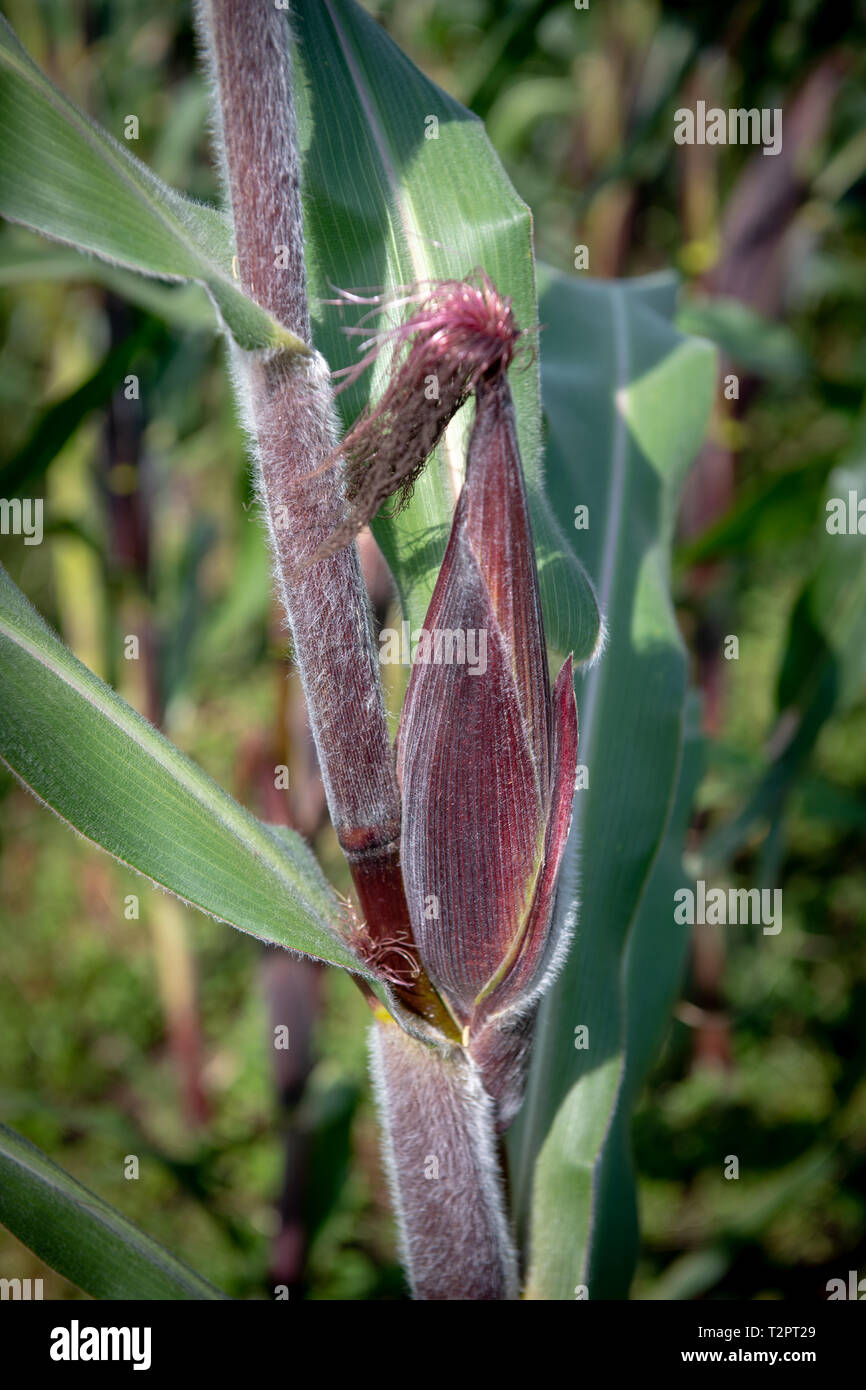 Corn on small farms near Volcanos National Park , Rwanda Stock Photo ...