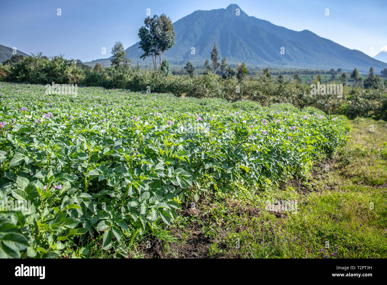 Potato fields on small farms near Volcanos National Park , Rwanda Stock ...