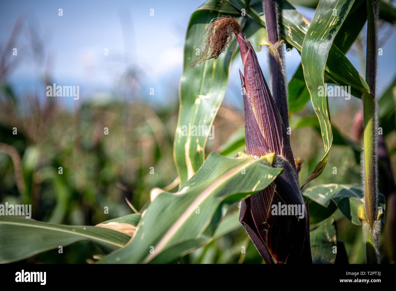 Corn on small farms near Volcanos National Park , Rwanda Stock Photo ...