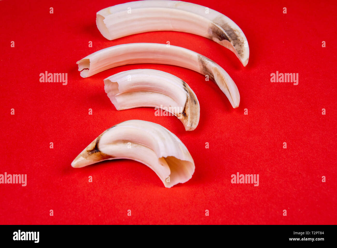 wild pig four tooth Stock Photo - Alamy