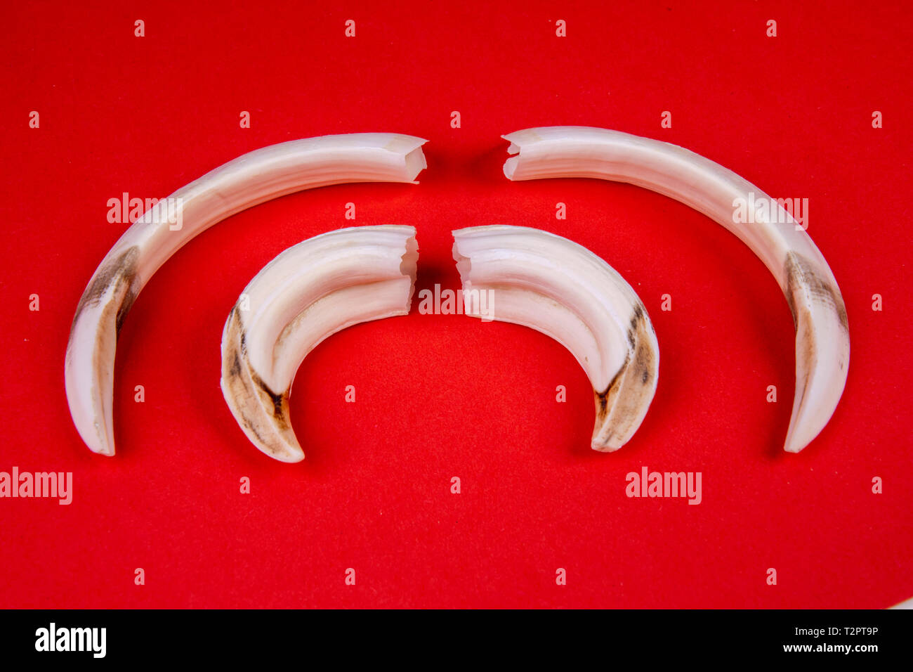 red background wild boar tooth Stock Photo - Alamy