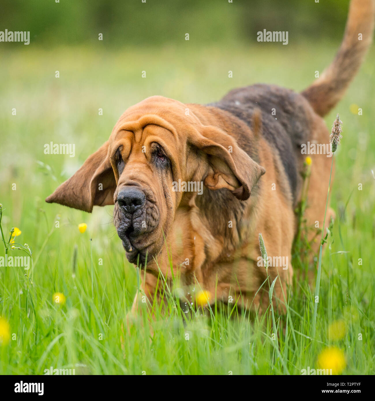 Blodhund hi-res stock photography and images - Alamy