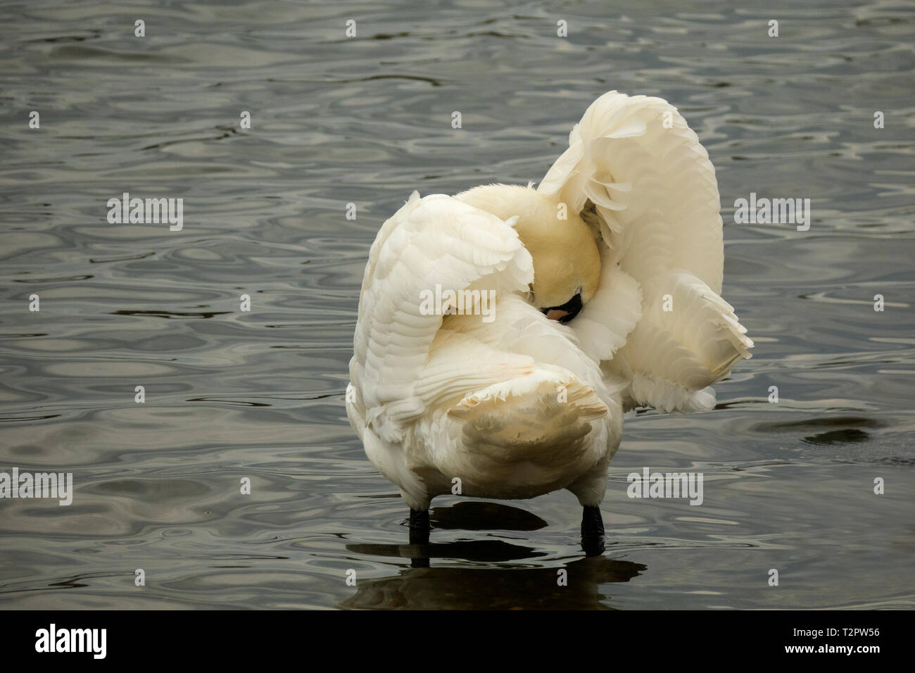 Preening wildlife hi-res stock photography and images - Alamy