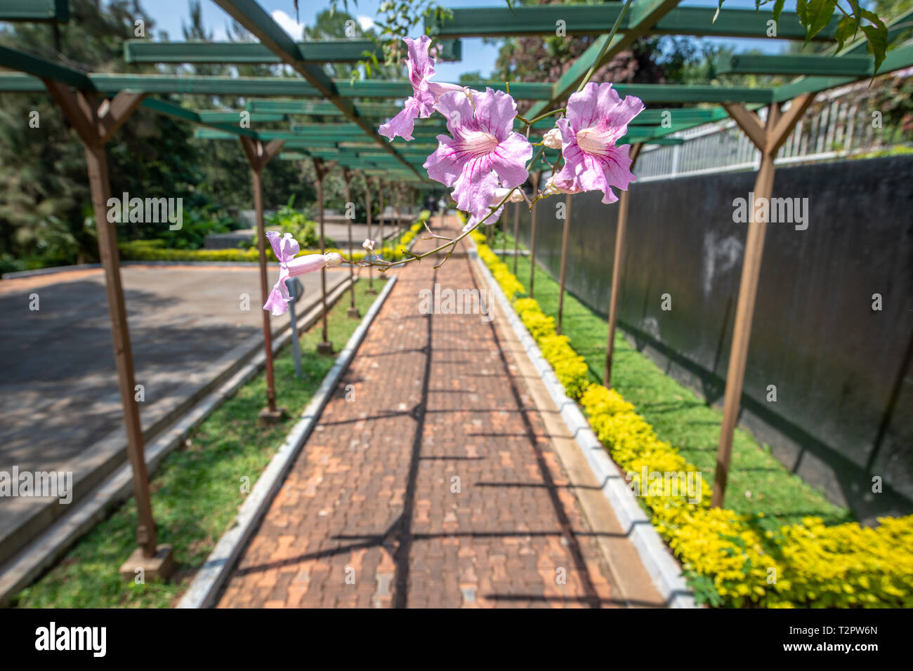 Flower hanging from trestle outside of Kigali Genocide Memorial, Kigali ...