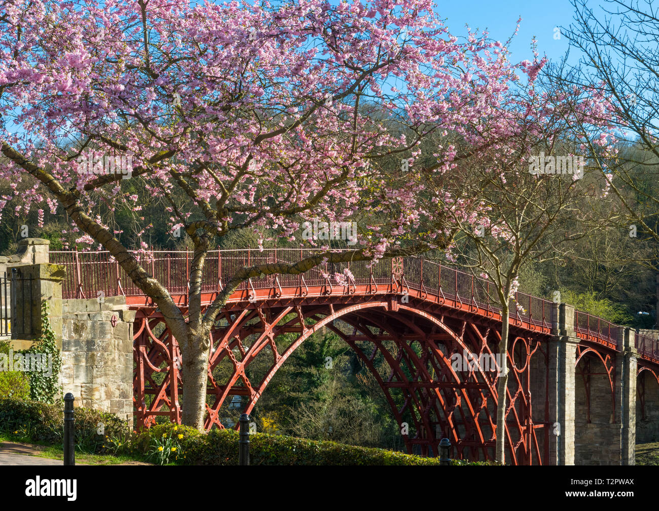 Spring blossom at Ironbridge, Shropshire Stock Photo - Alamy
