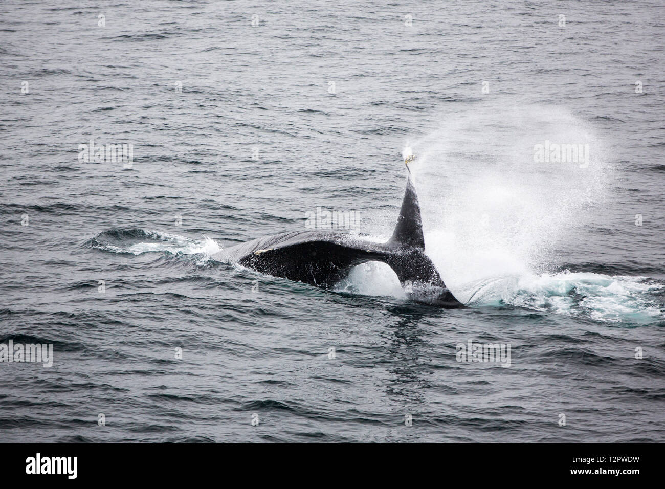 Tail slapping hi-res stock photography and images - Alamy