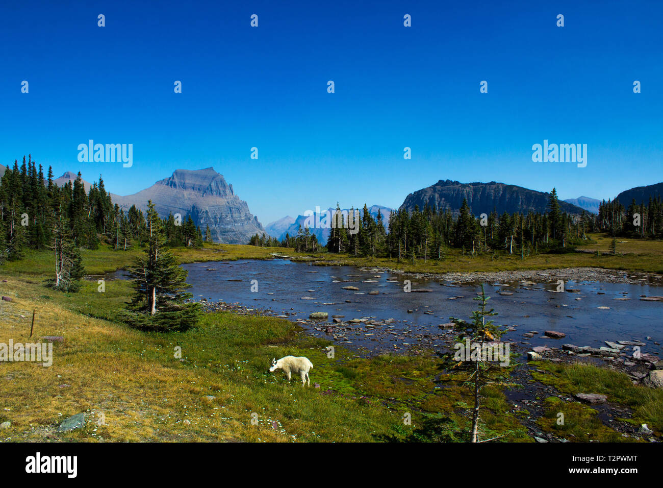 Mountain Goat Lake at Glacier National Park Stock Photo - Alamy
