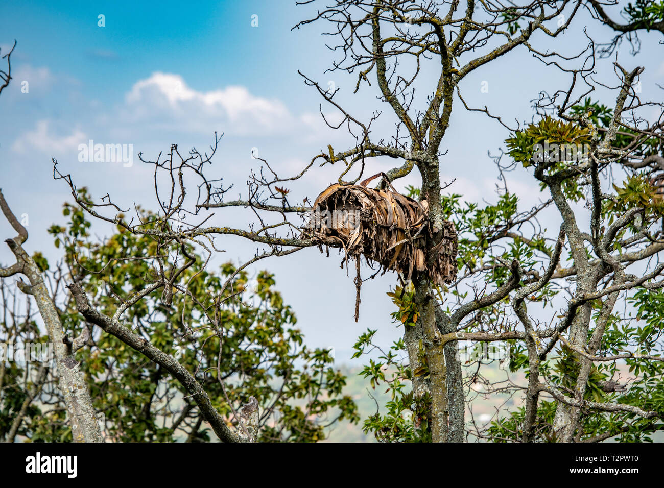 Beehive perched in a tree in northwest Rwanda Stock Photo - Alamy