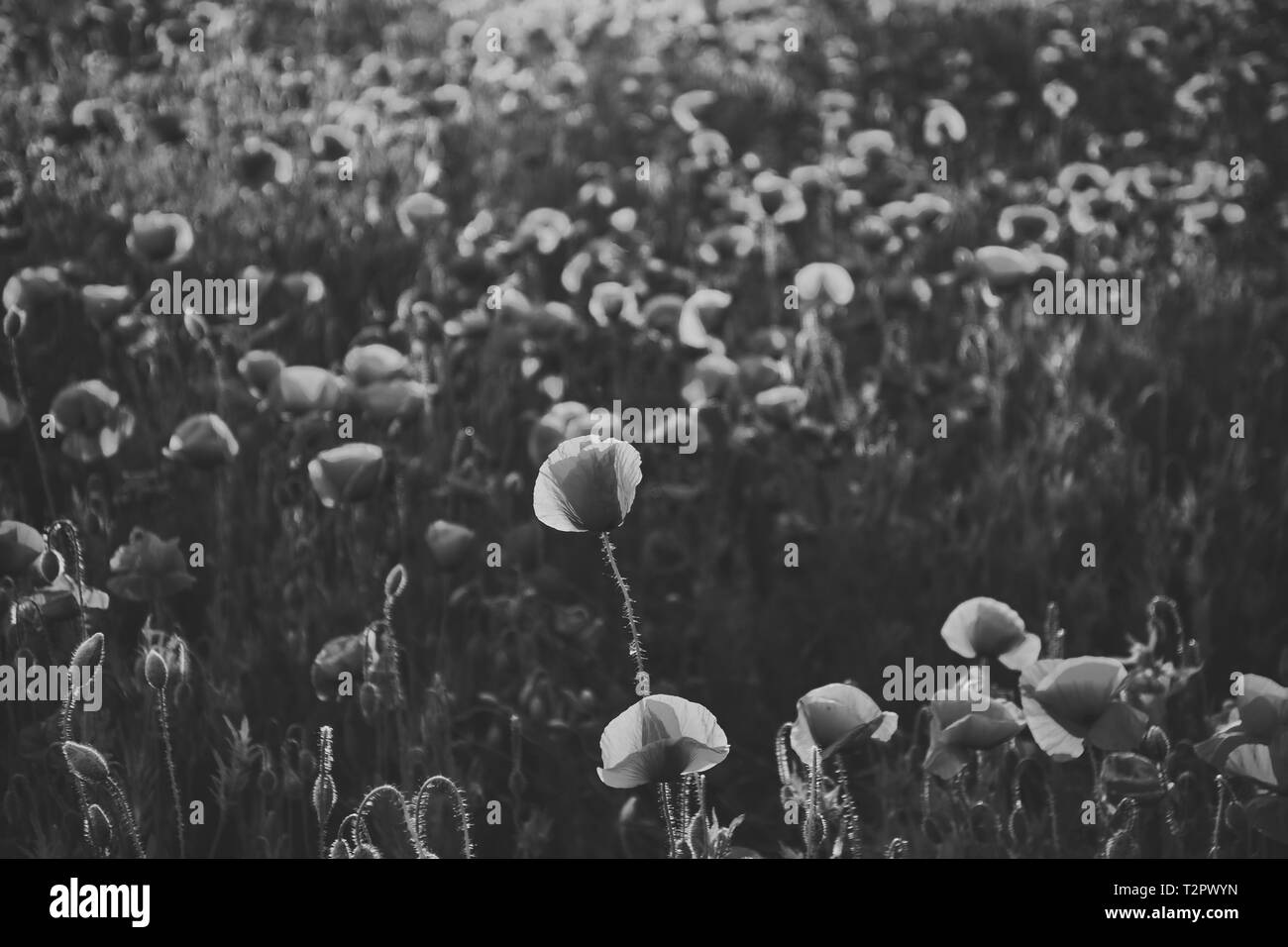 Poppies, poppy field flowers in sunlight, ecology, narcotics Stock ...