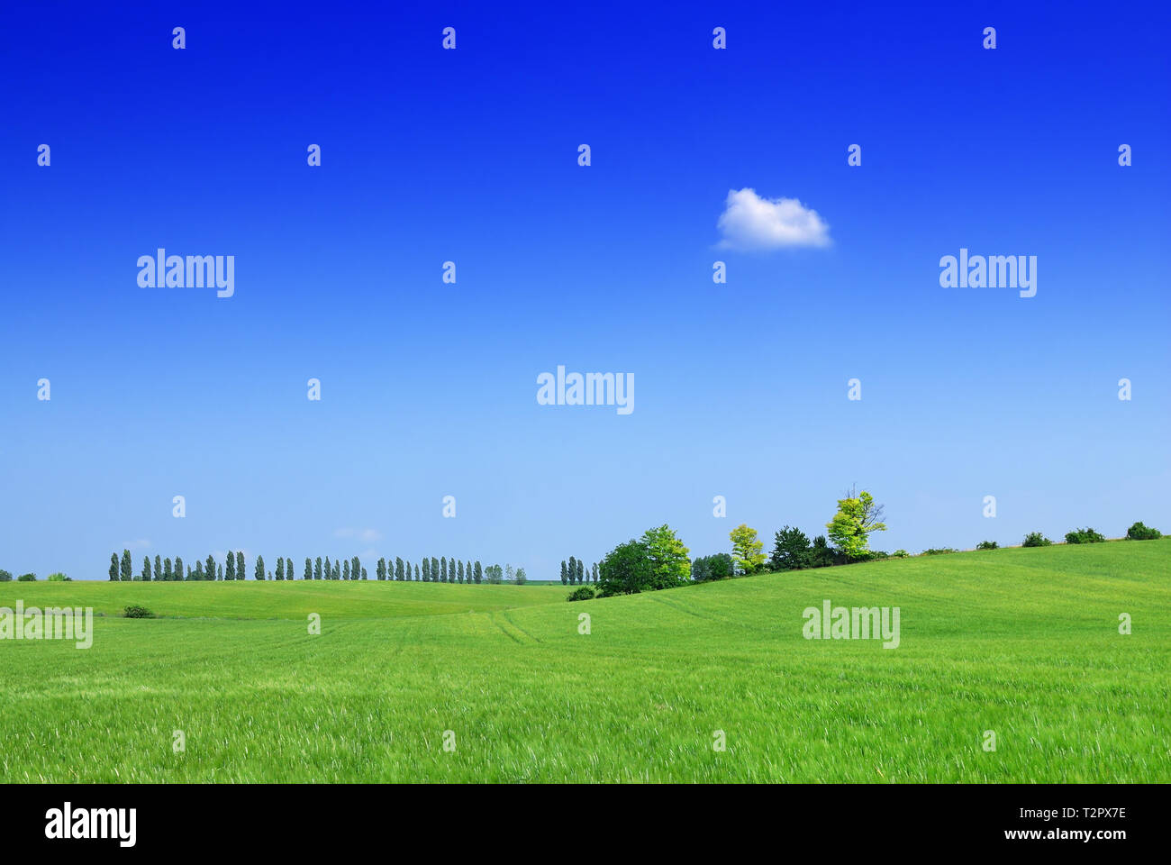 Fields spring blue sky hi-res stock photography and images - Alamy