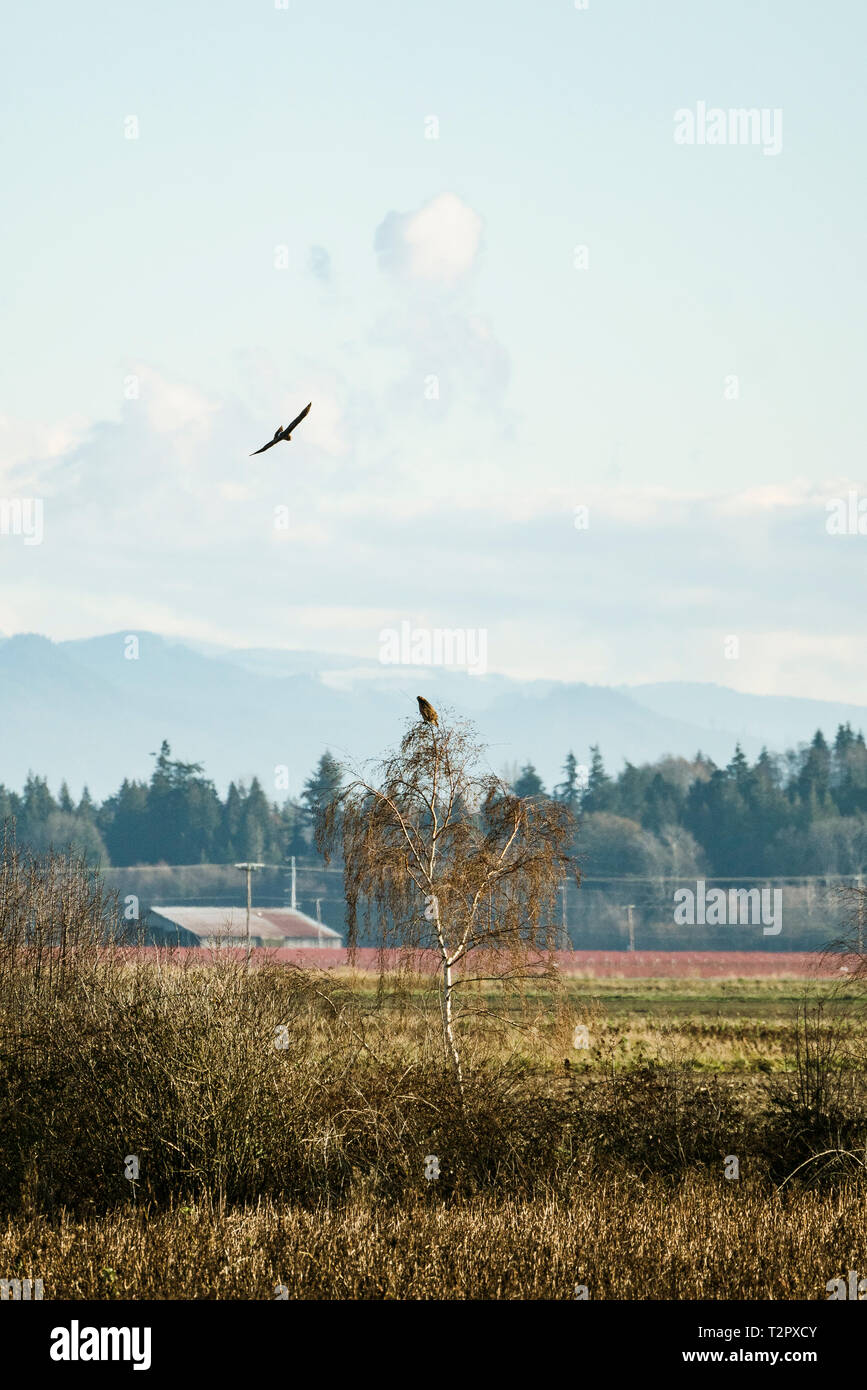 Hawk birds hi-res stock photography and images - Alamy