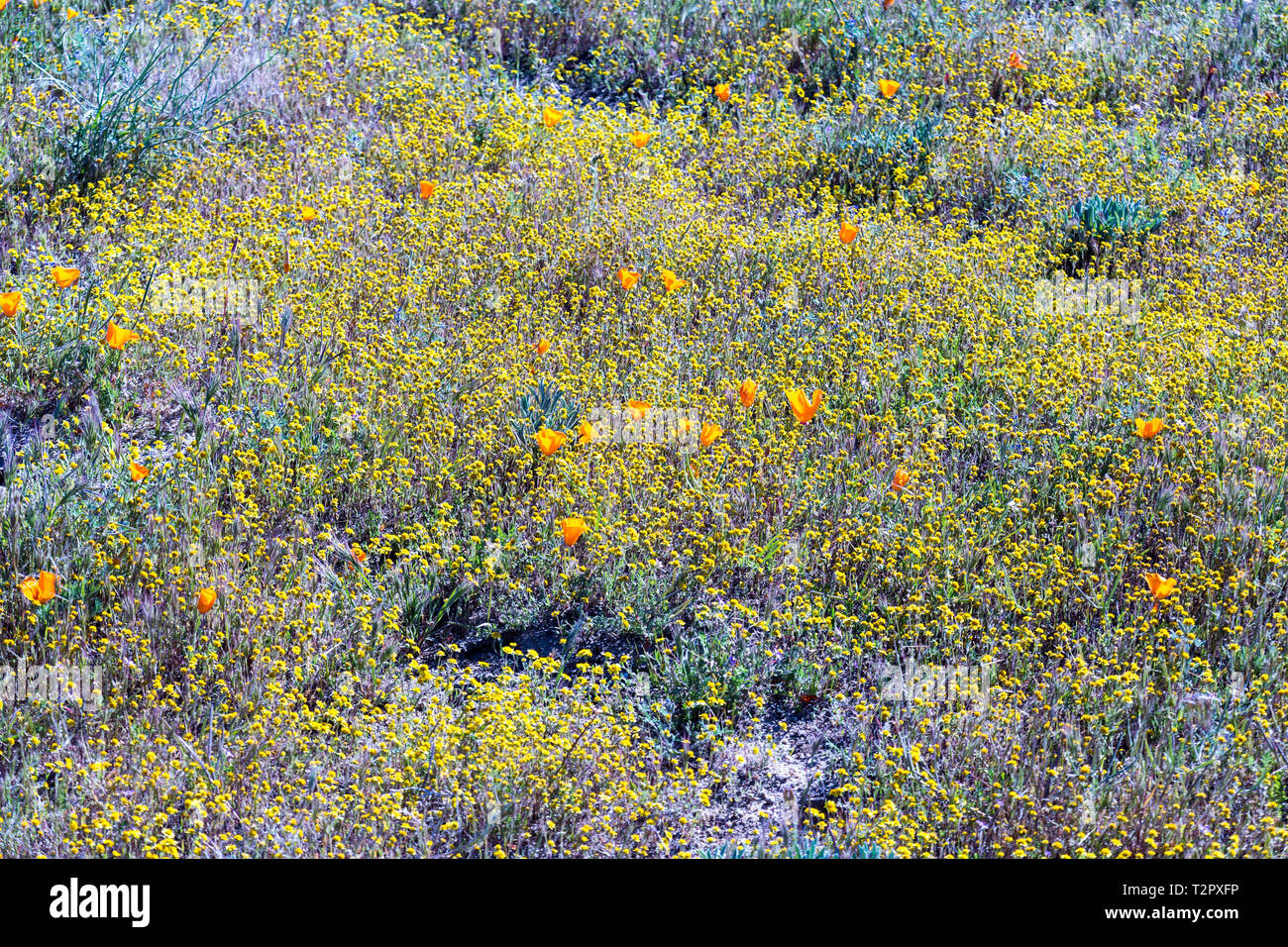 Flowers during super bloom season in Southern California Stock Photo ...