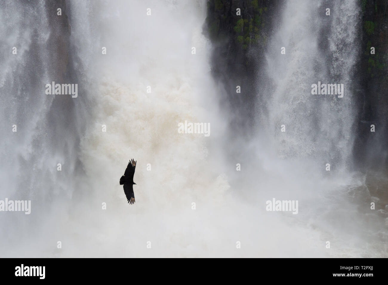 Strong nature. Bird flying near waterfall in Iguazú Stock Photo - Alamy