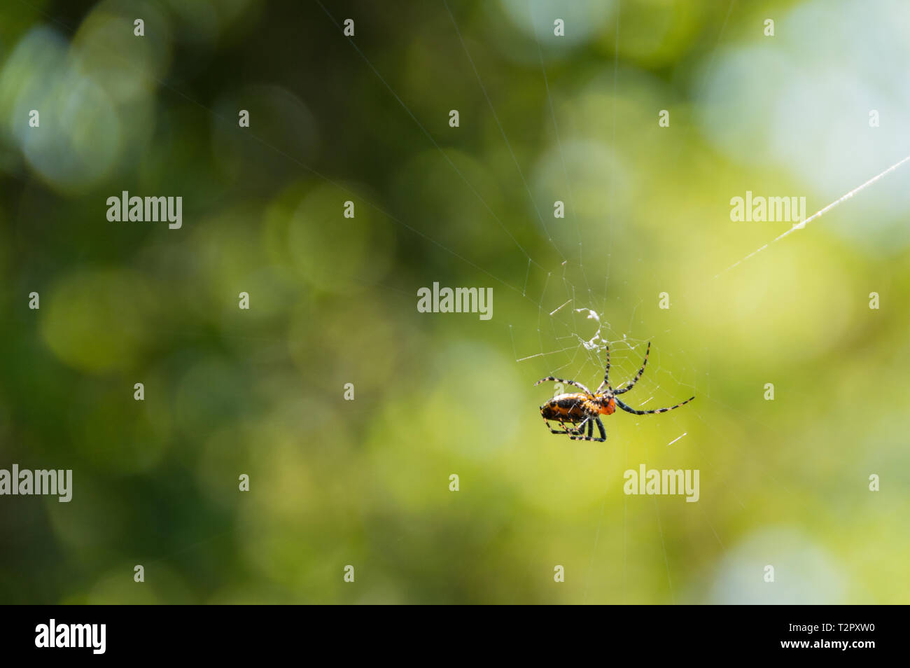 Little spider hi-res stock photography and images - Alamy