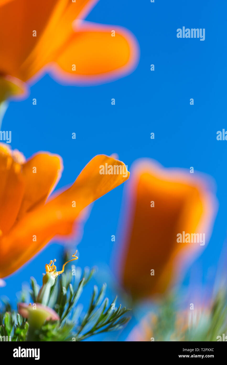 Close up unique point of view range poppies during super bloom season ...
