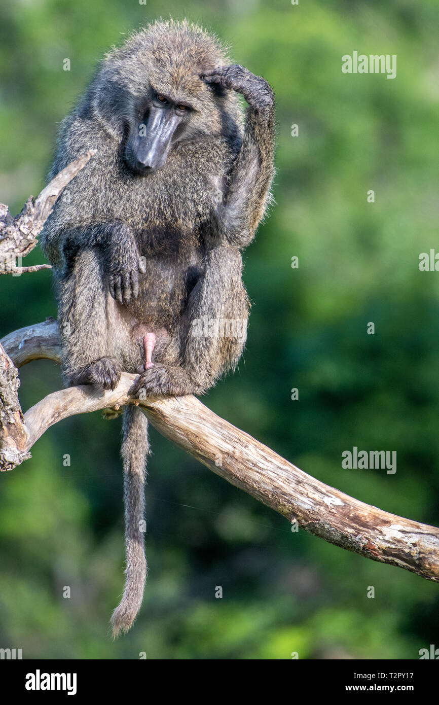 Olive baboon (Papio anubis) also called the Anubis baboon sits on a ...