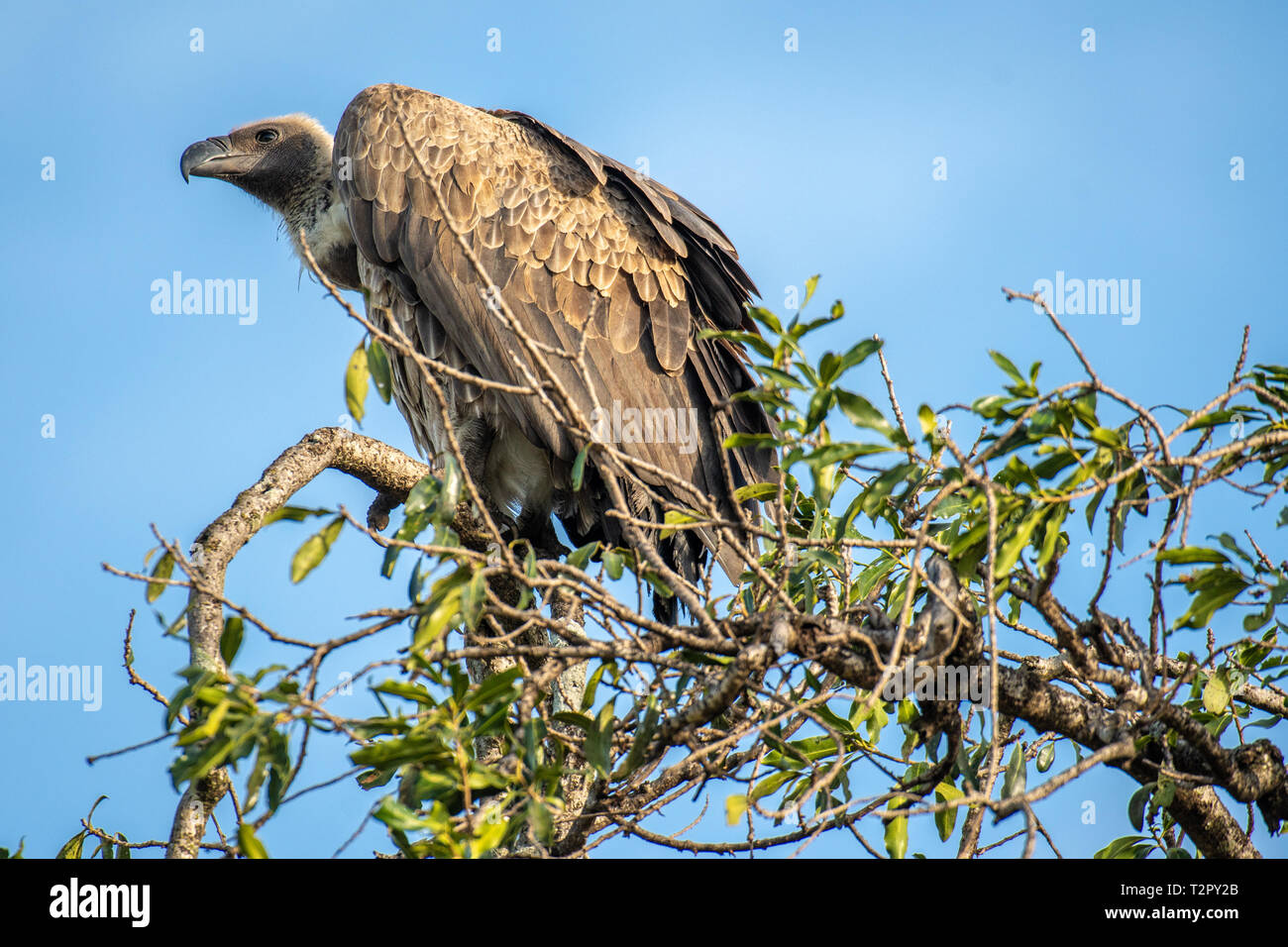 African white backed vultures hi-res stock photography and images - Alamy