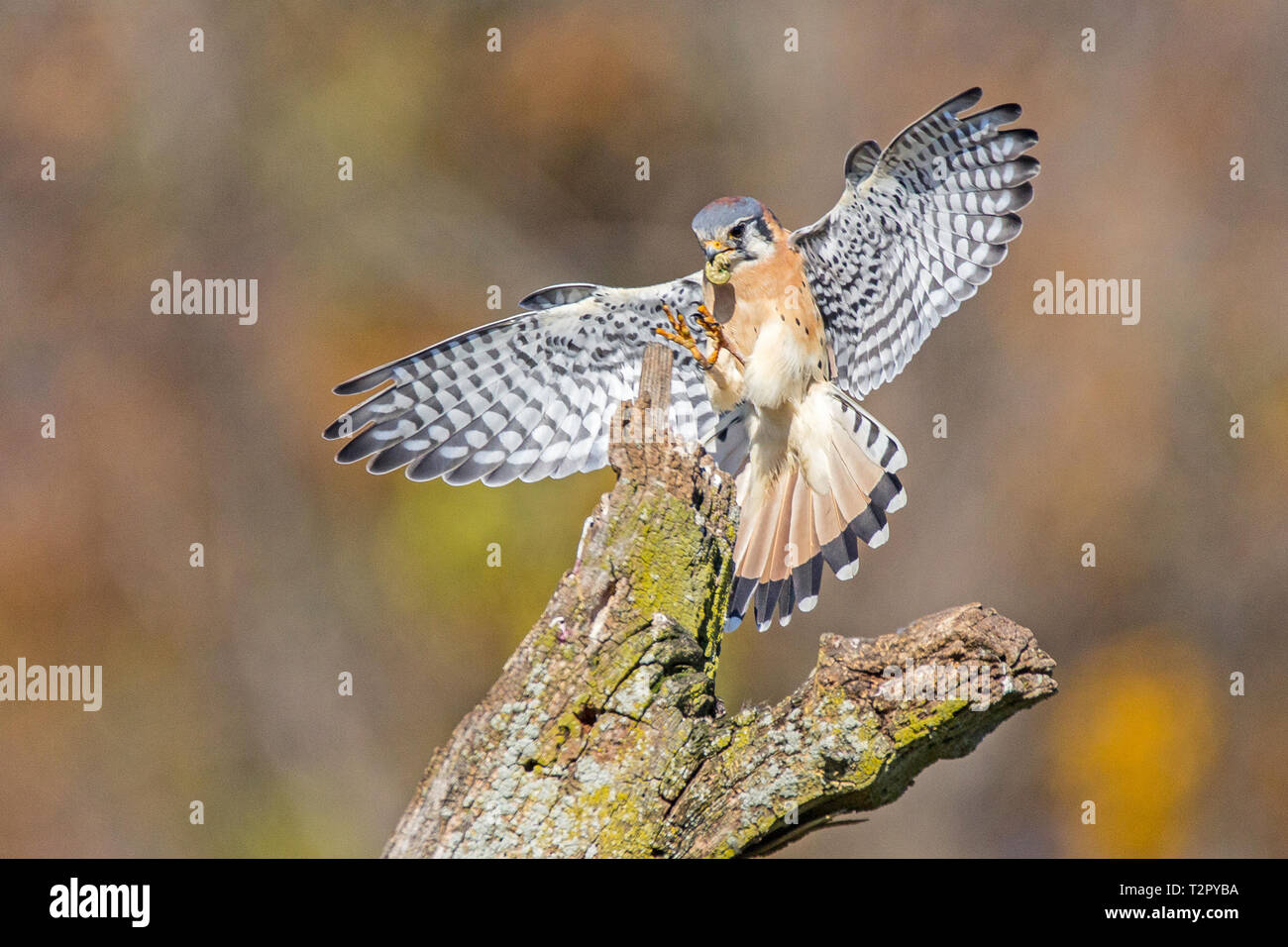 American Kestrel landing with small grub Stock Photo - Alamy