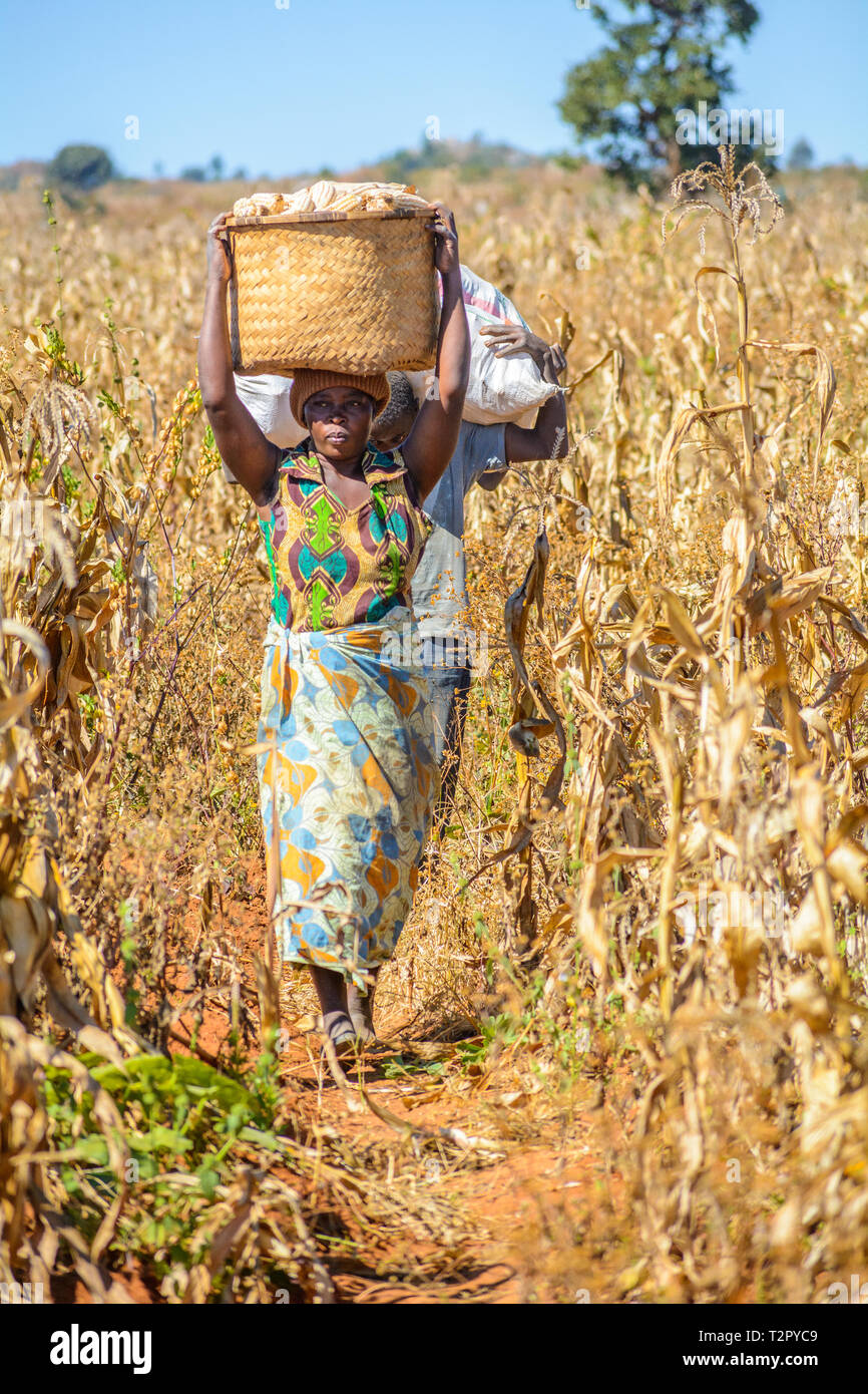 Malawian woman carrying basket with harvested maize on her head walking ...