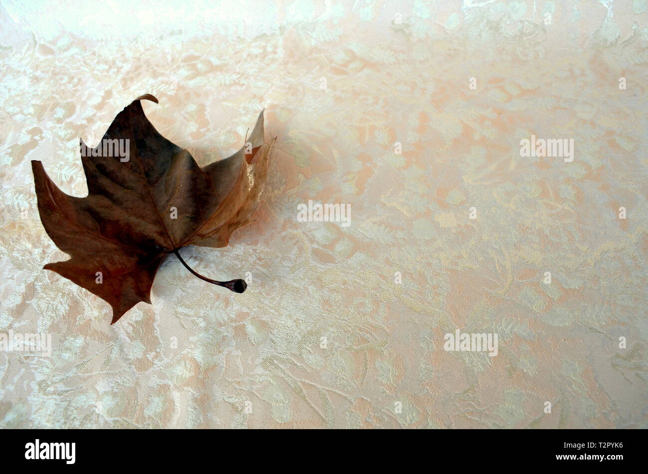 Dry leaf exposed on a table with daylight, giving it a warm touch Stock ...