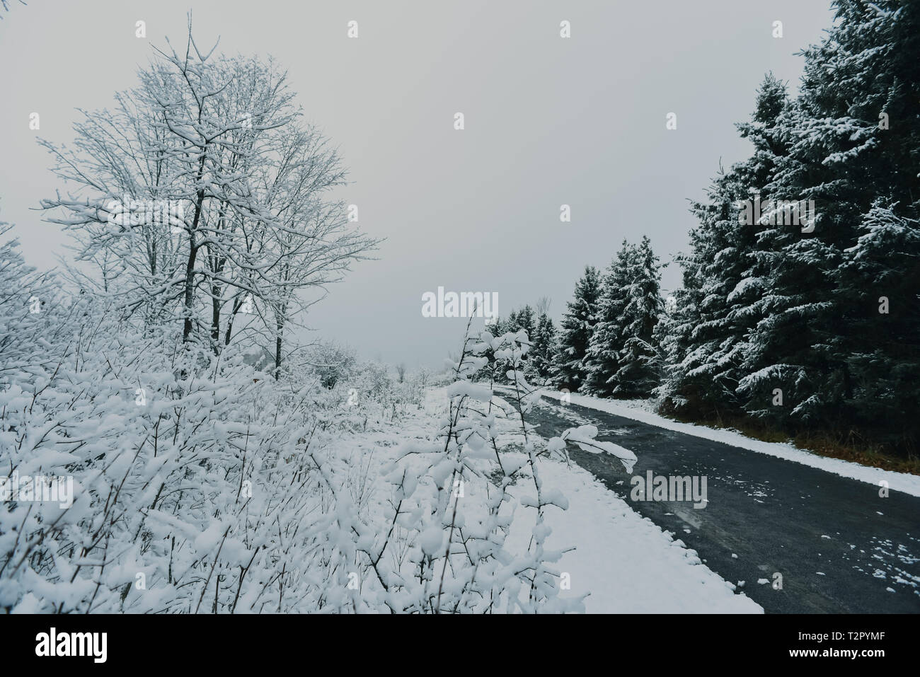 Path through snow covered forest in winter Stock Photo - Alamy