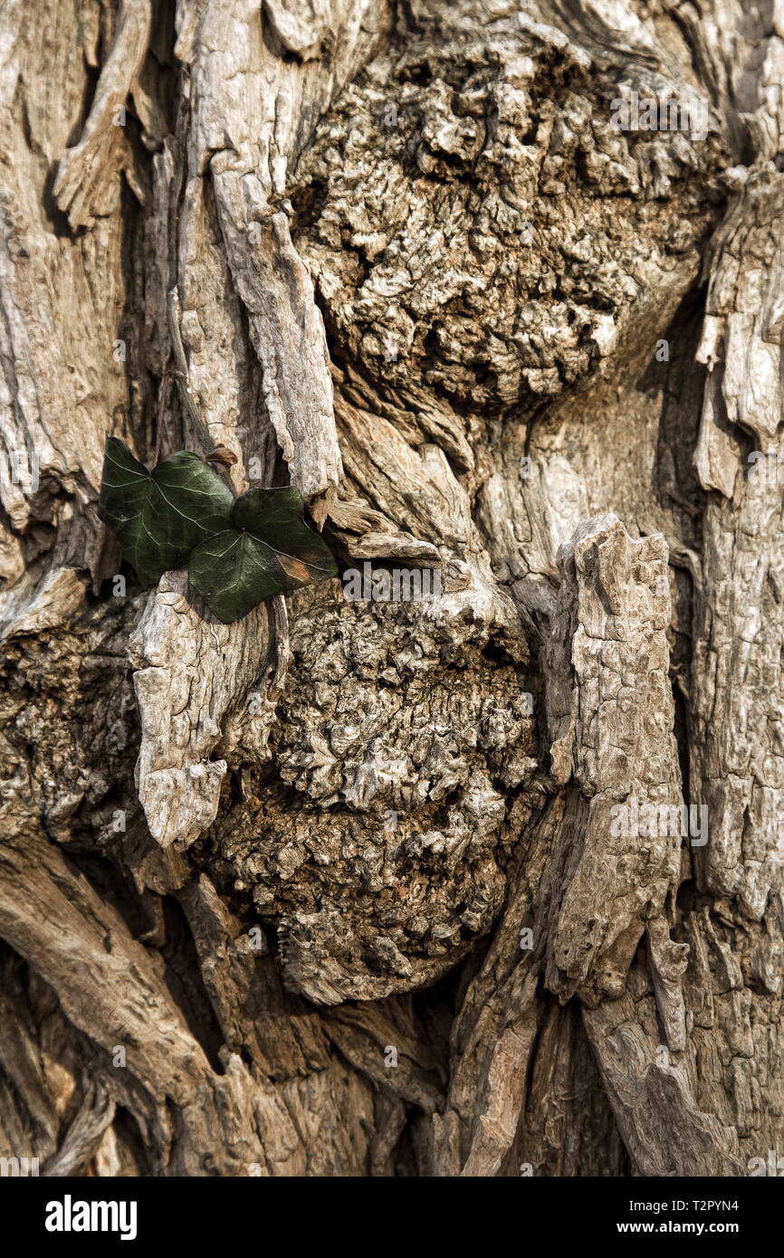 Bark of tree with large growths. Texture a bark of an old oak Stock ...
