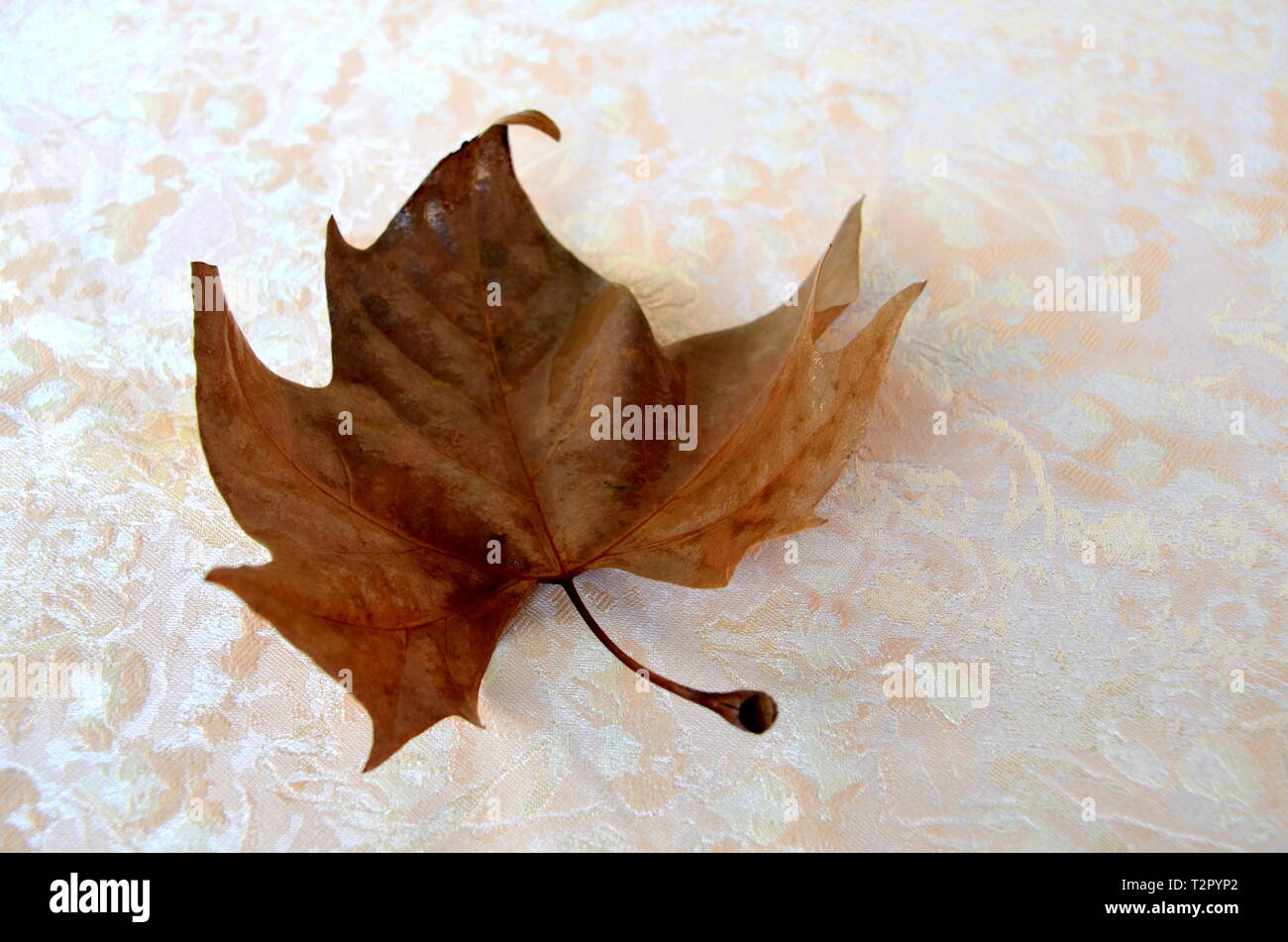 Dry leaf exposed on a table with daylight, giving it a warm touch Stock ...