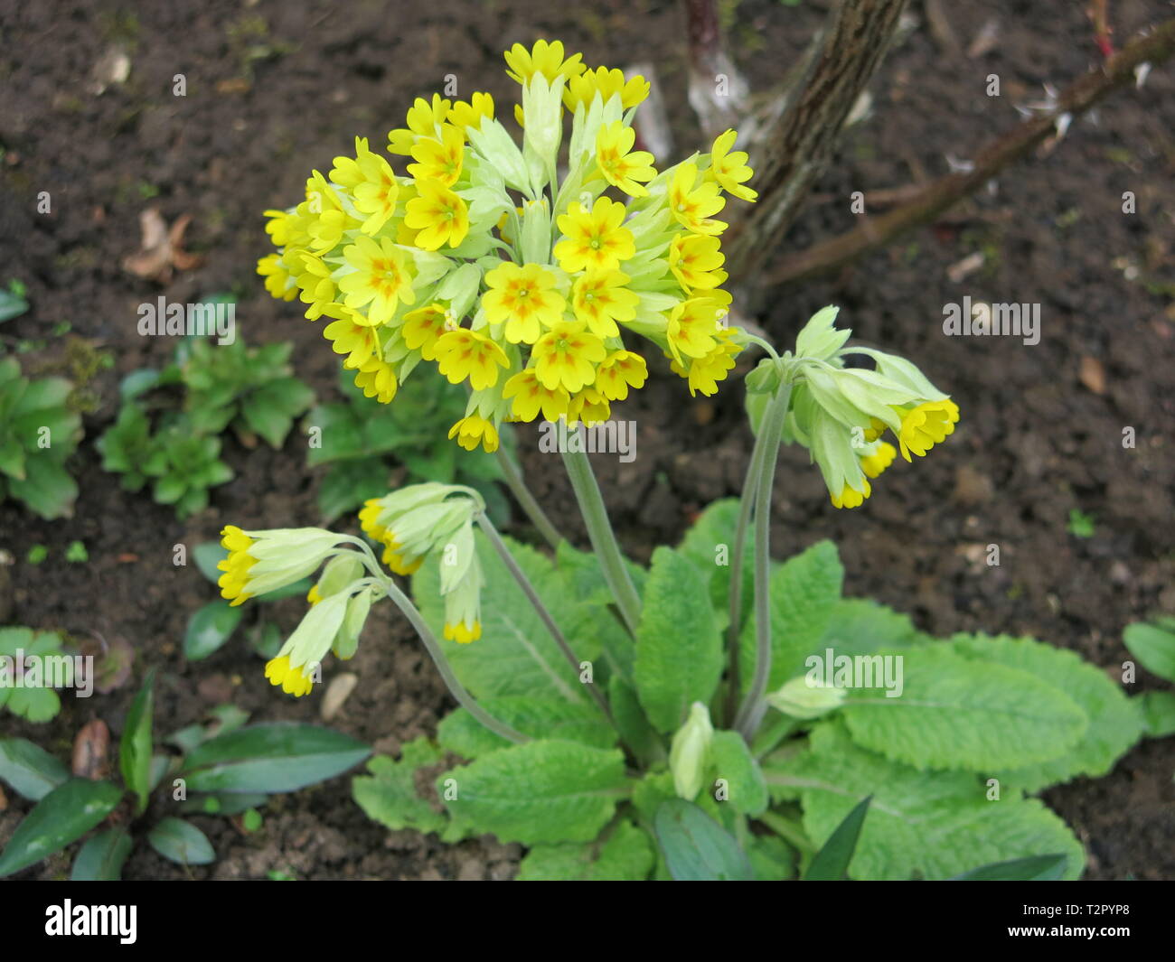 English Cowslip Flower