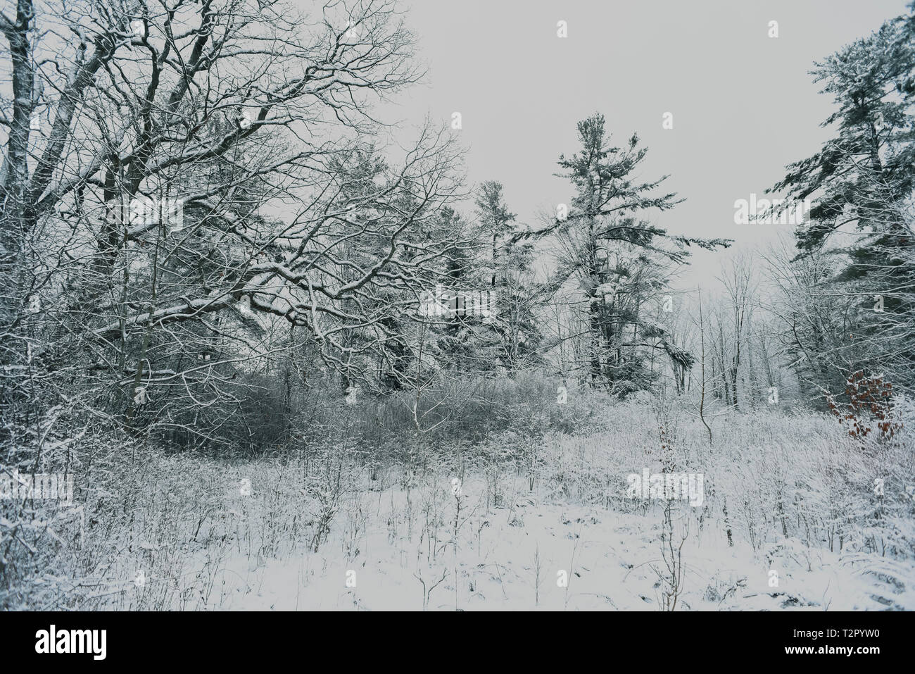 Wooded snow trees hi-res stock photography and images - Alamy