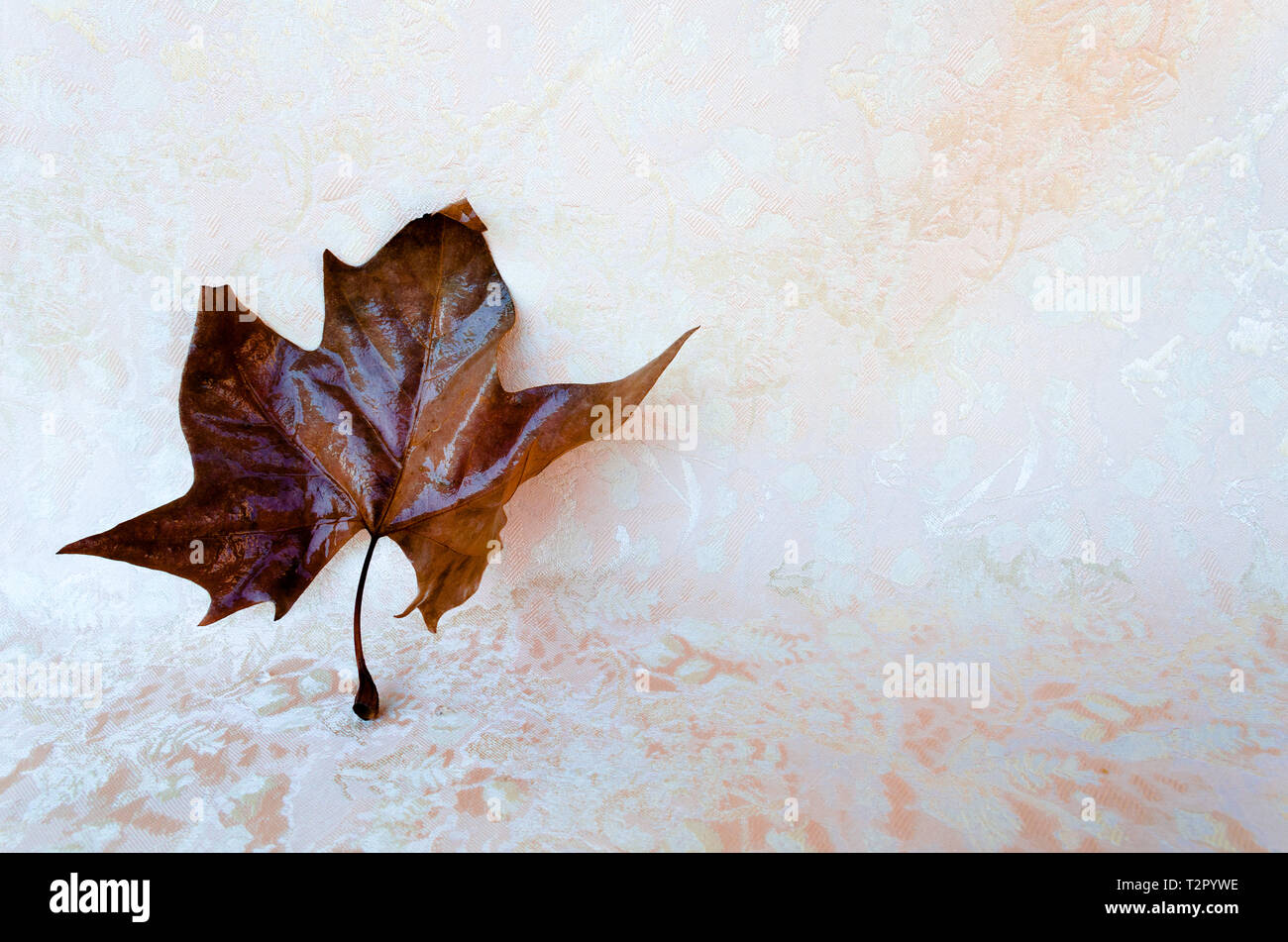 Dry leaf exposed on a table with daylight, giving it a warm touch Stock ...
