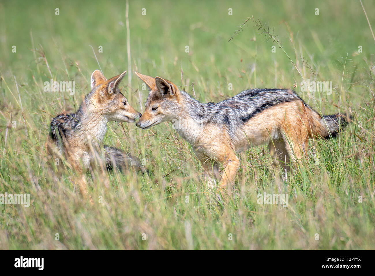 Black-backed jackal (Canis mesomelas) play in the grass in Maasai Mara National Reserve, Kenya ...
