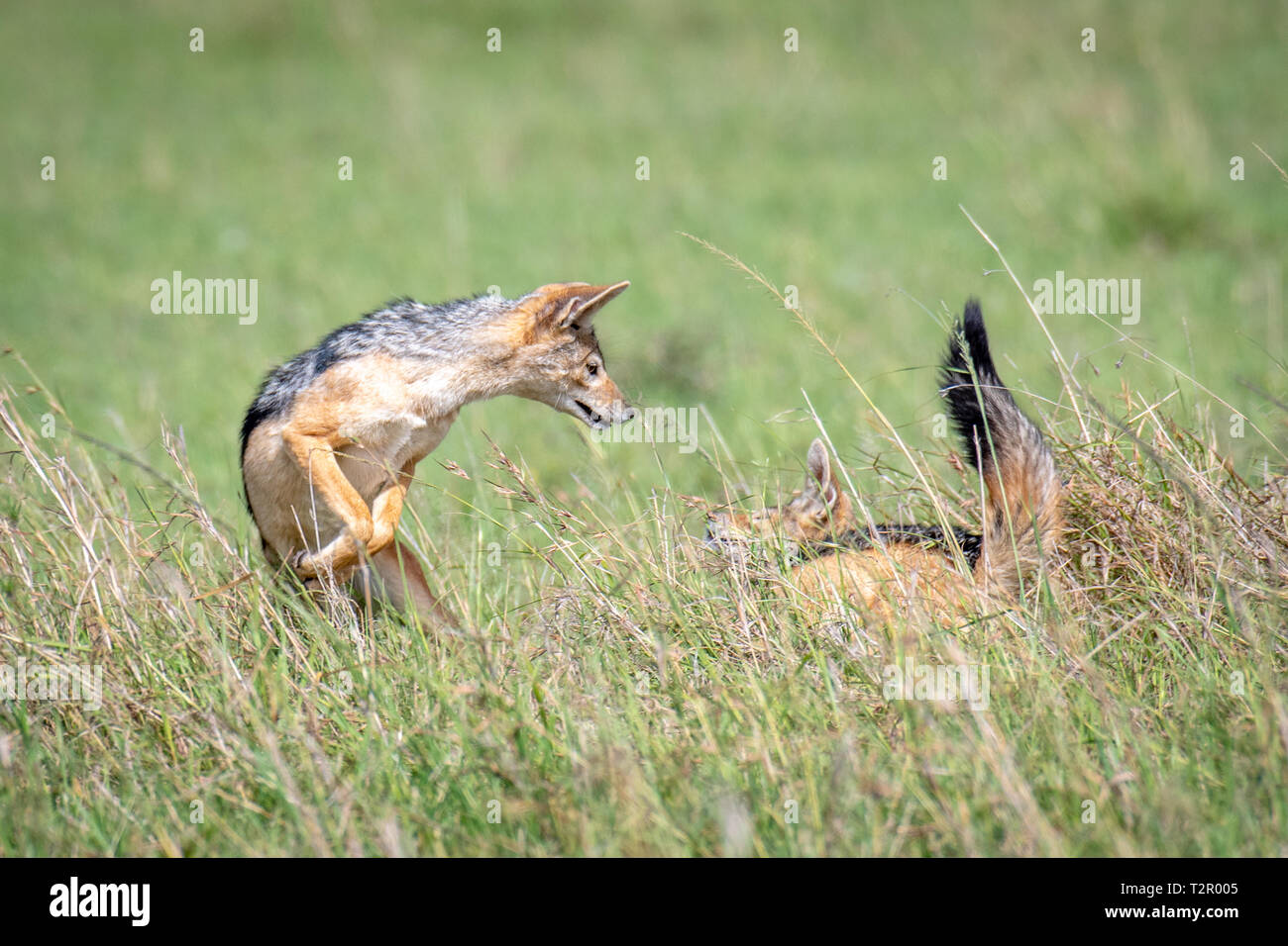 Black-backed jackal (Canis mesomelas) play in the grass in Maasai Mara National Reserve, Kenya ...