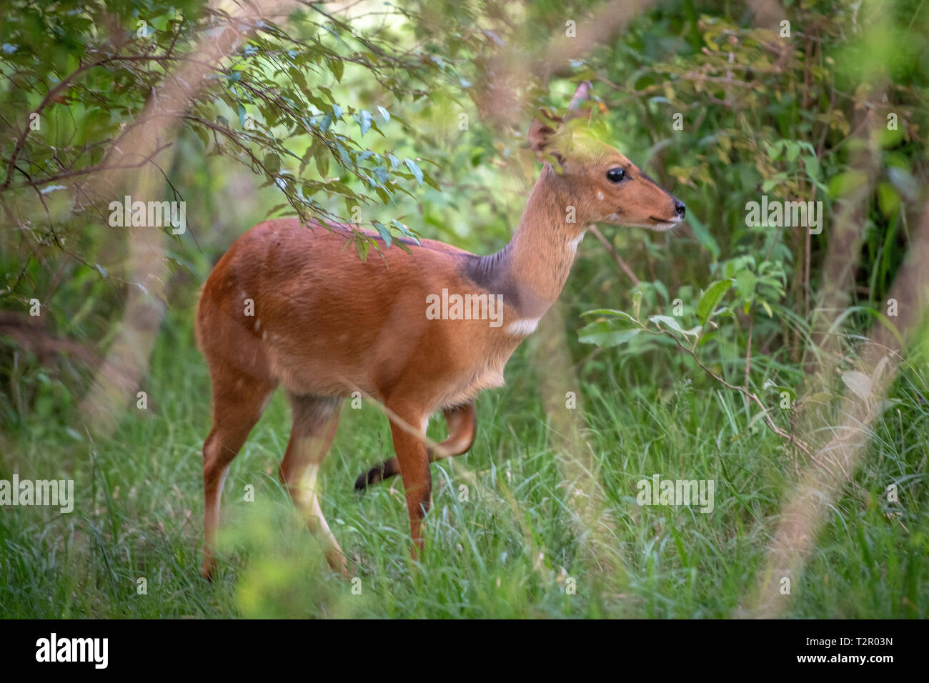 Cape bushbuck or impala (Tragelaphus sylvaticus) in the grass in the ...