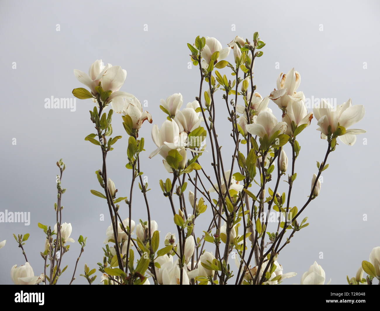 Upright branches of magnolia with buds of white blossom against a grey ...