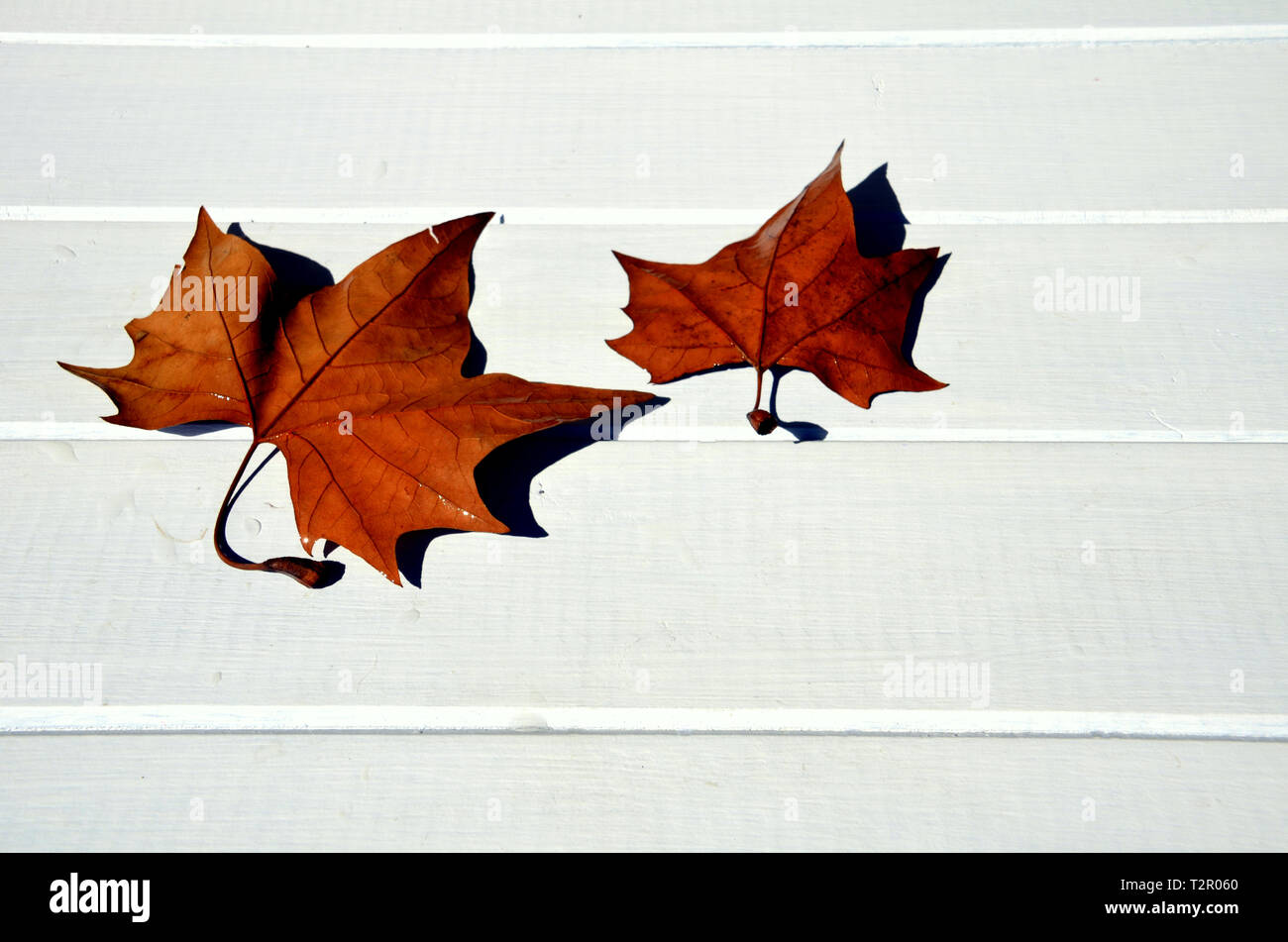 Dry leaf exposed on a table with daylight, giving it a warm touch Stock ...