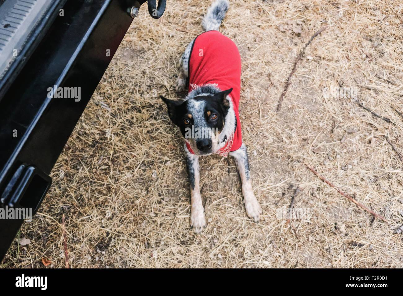 Dog Lying on Ground outside Stock Photo - Alamy