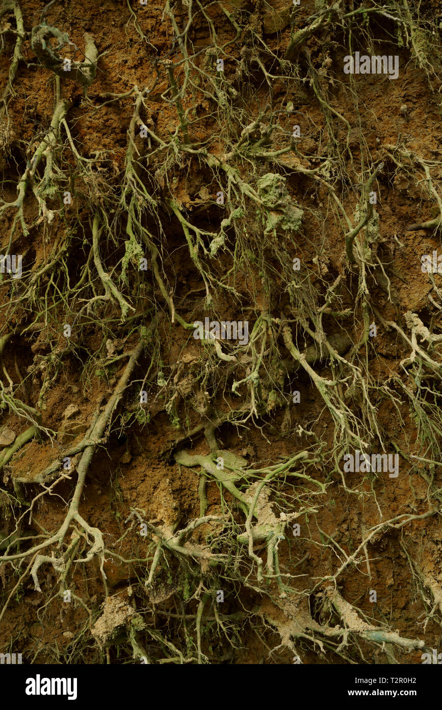 The exposed roots of a fallen tree Stock Photo - Alamy