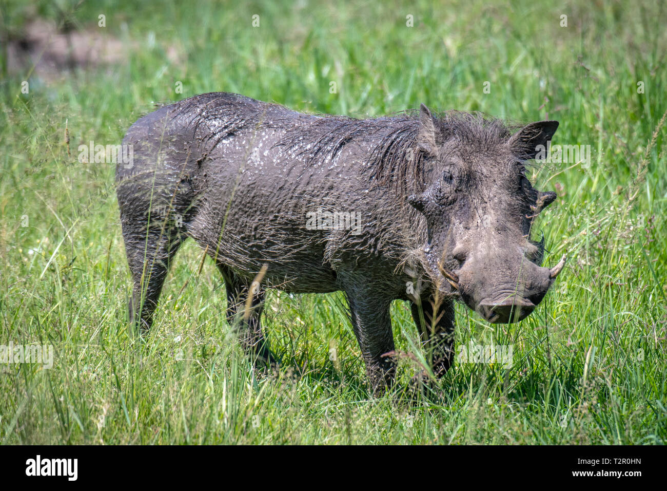 Warthog in masai mara kenya hi-res stock photography and images - Alamy