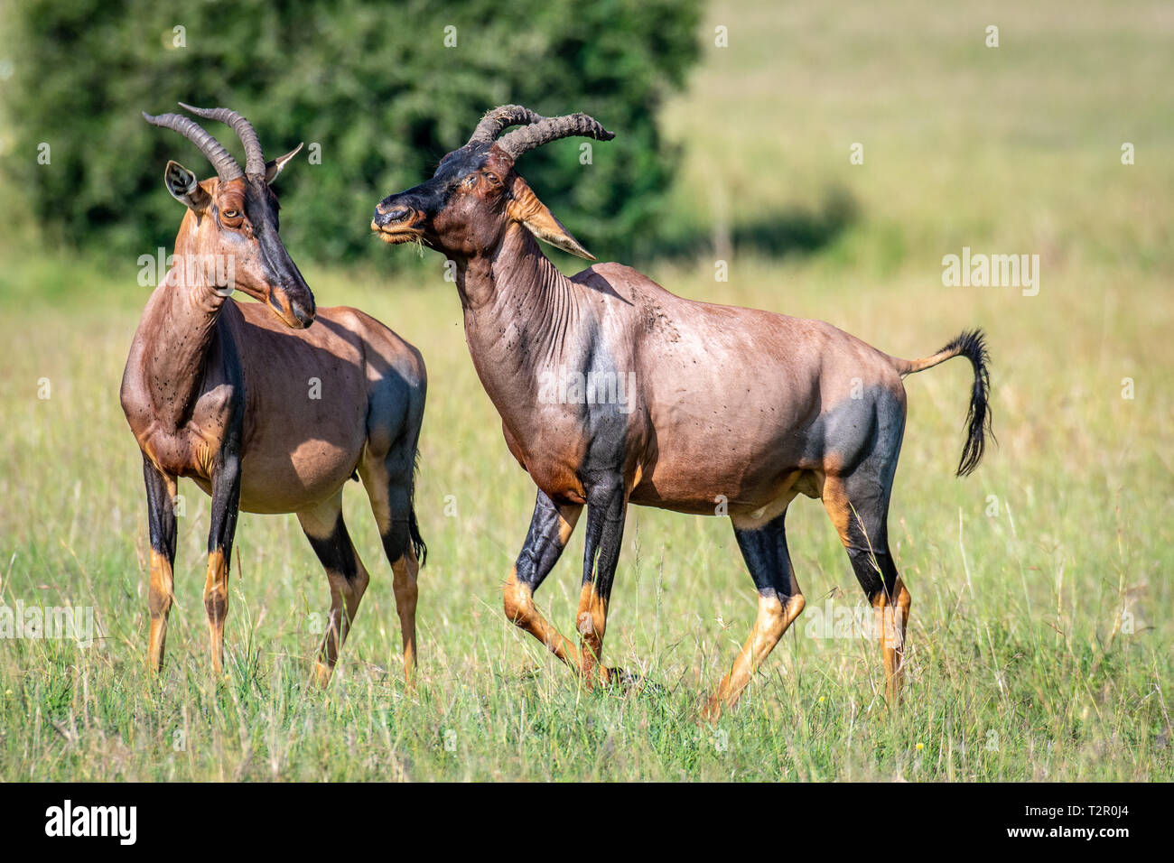 Topi run hi-res stock photography and images - Alamy