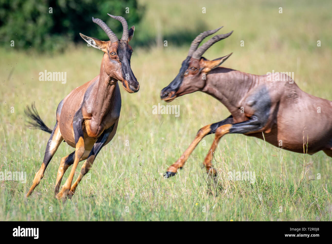 Tsessebe running hi-res stock photography and images - Alamy