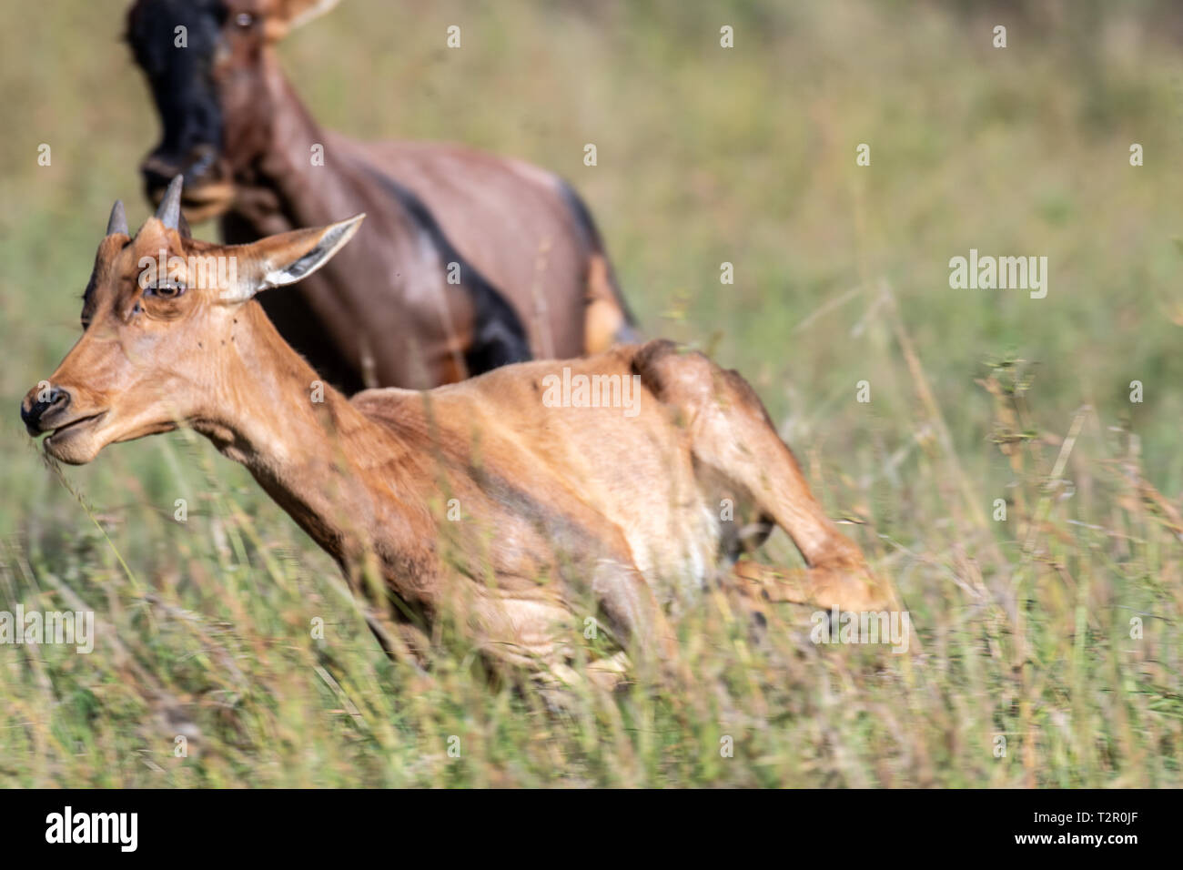 Topi damaliscus lunatus baby running hi-res stock photography and ...