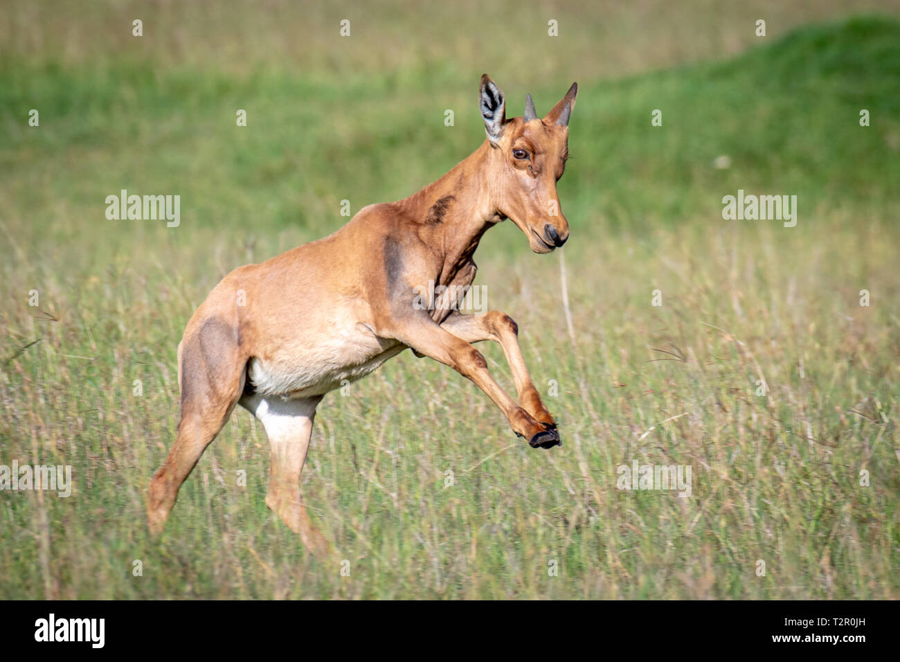 Topi run hi-res stock photography and images - Alamy