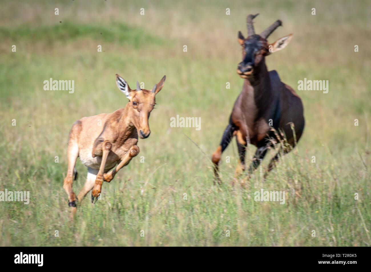 Tsessebe running hi-res stock photography and images - Alamy