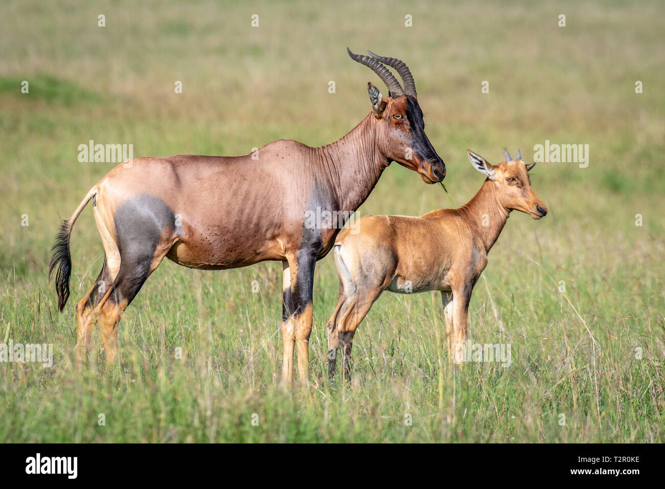 Topi (Damaliscus lunatus jimela) subspecies of the common tsessebe walk ...
