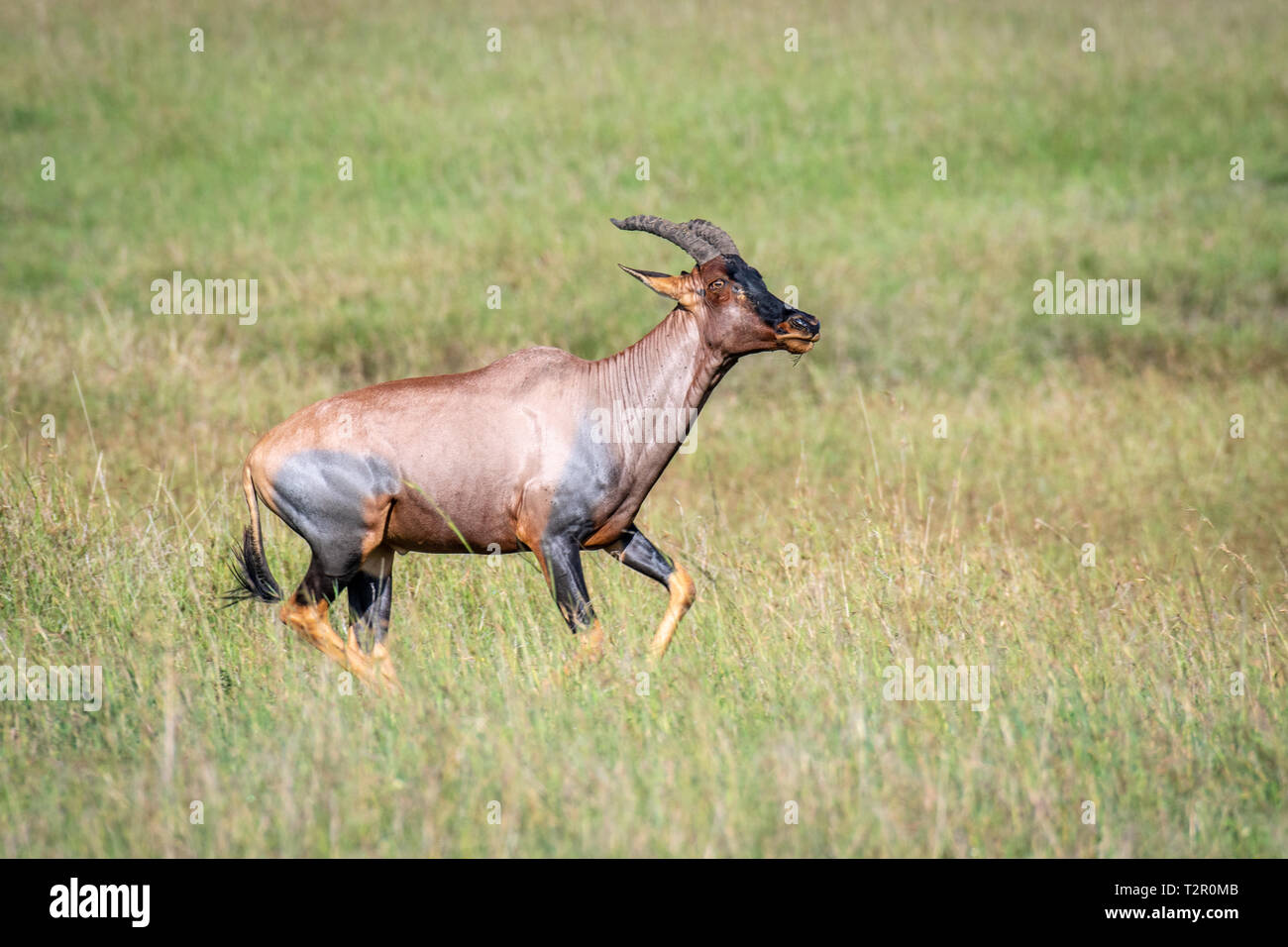 A Topi (Damaliscus lunatus jimela) subspecies of the common tsessebe in ...